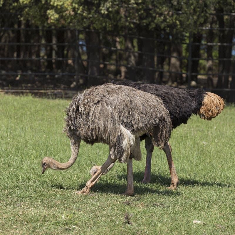 Strusie obraz stock. Obraz złożonej z trawy, ptak, para - 142533
