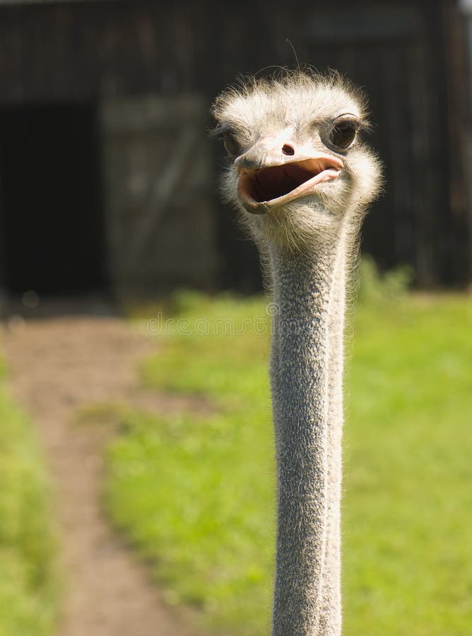 Struthio camelus stock photo. Image of long, struthio - 20921240