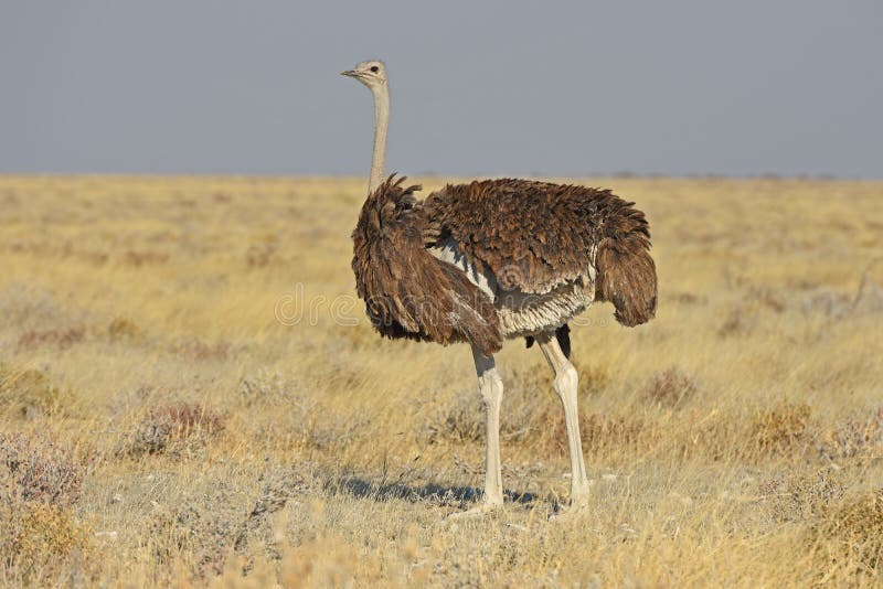 Struthio Camelus Comune Dello Struzzo Nel Parco Nazionale Di Etosha ...
