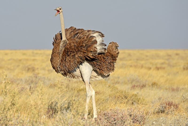Struthio Camelus Comune Dello Struzzo Nel Parco Nazionale Di Etosha ...