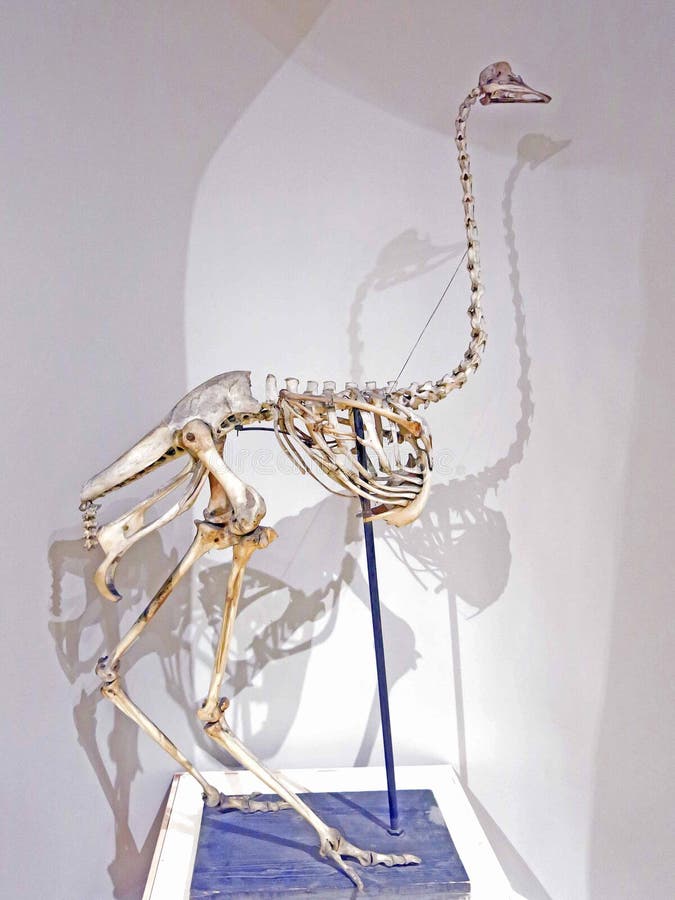 Struthio Camelus Dello Scheletro Dello Struzzo Immagine Stock ...