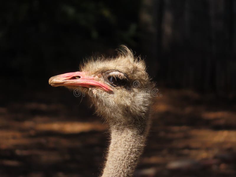 Ostrich - Close Up at Cango Stock Photo - Image of struthioniformes ...