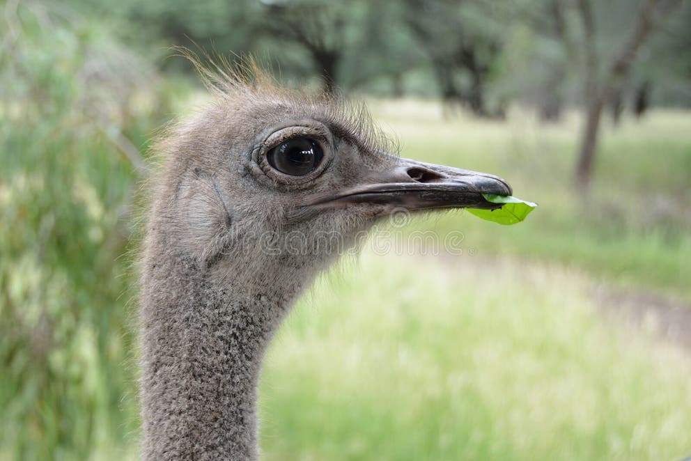 Struts fotografering för bildbyråer. Bild av reserv, kvinnlig - 31148709