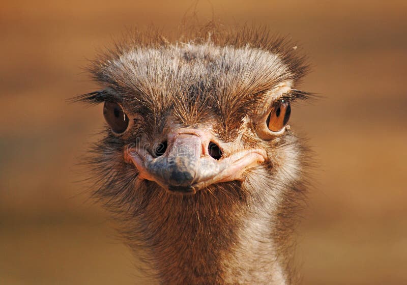 Struts arkivfoto. Bild av taget, funnet, södra, struts - 36748238