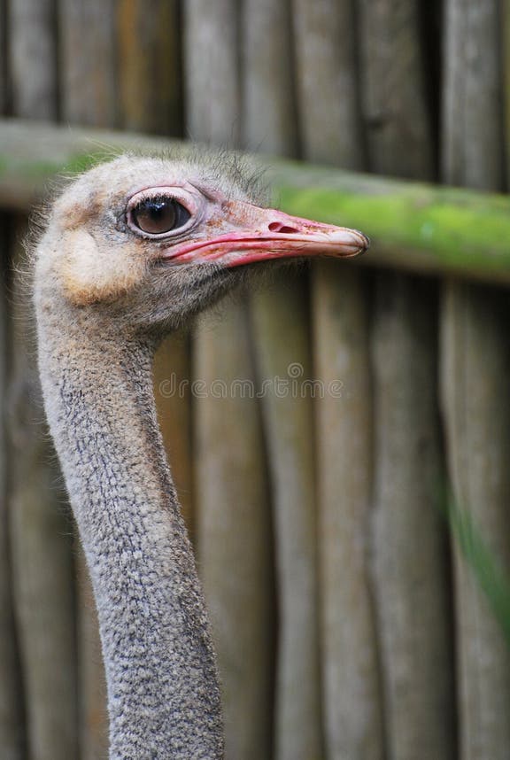 Struts fotografering för bildbyråer. Bild av flyg, skapad - 36772035
