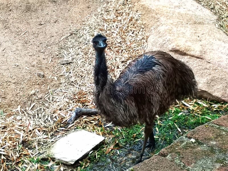 Struts I Den Härliga Västra Centrala Landsdelen Safari Park ...