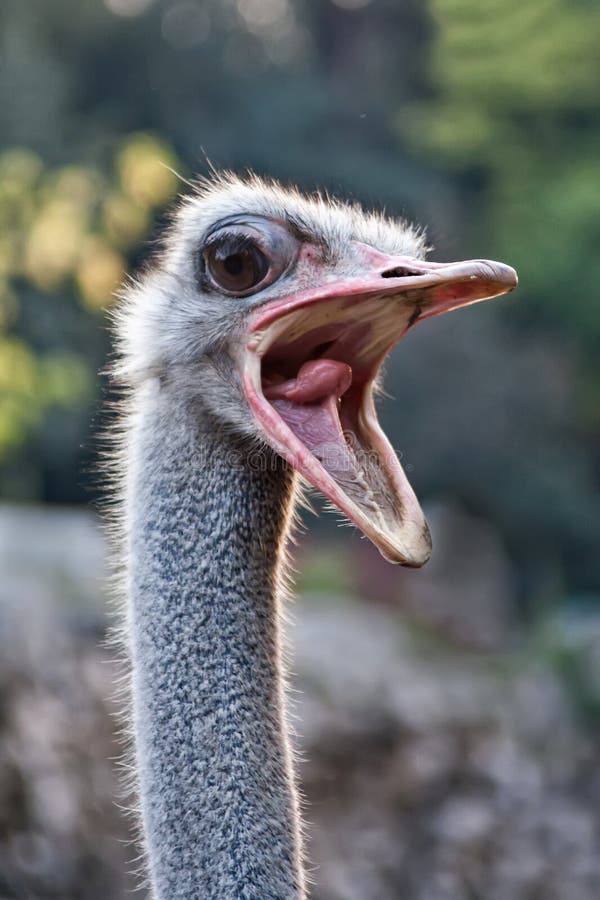 Struts fotografering för bildbyråer. Bild av skrik, zoologi - 37740413