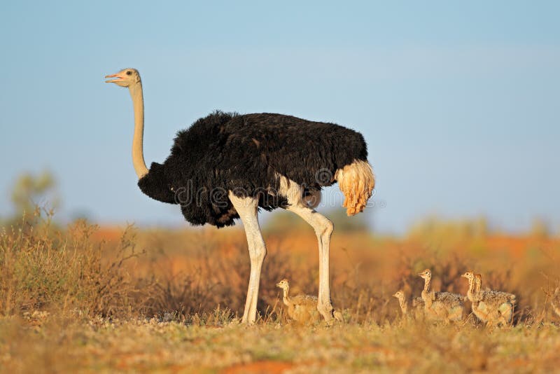 A Male Ostrich Bird Runs through the Grass Landscape from the Savannah ...