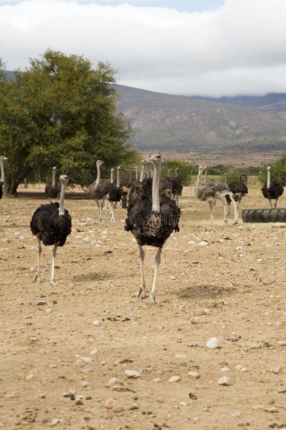 Strutsar arkivfoto. Bild av manlig, natur, nyfiket, grupp - 30374062