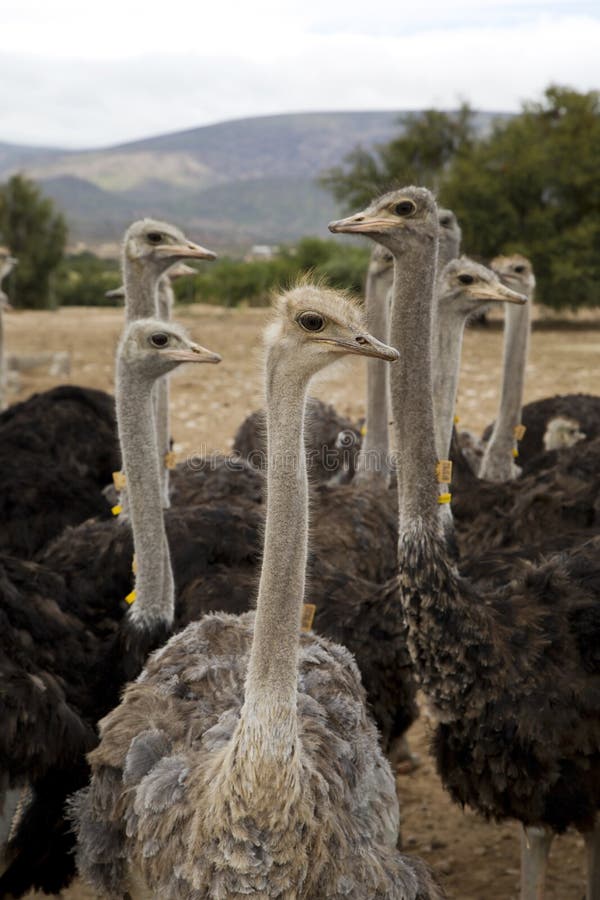Strutsar arkivfoto. Bild av västra, utomhus, fjäder, natur - 30375394