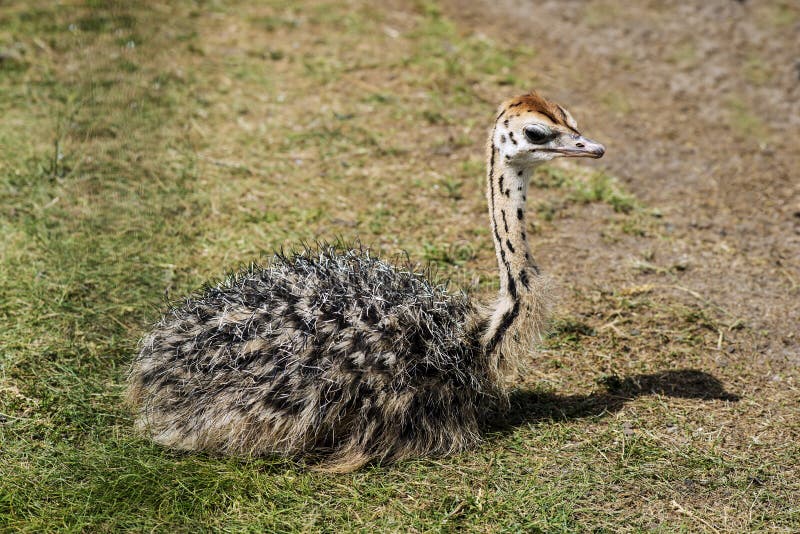 Liten struts fotografering för bildbyråer. Bild av grön - 45718391