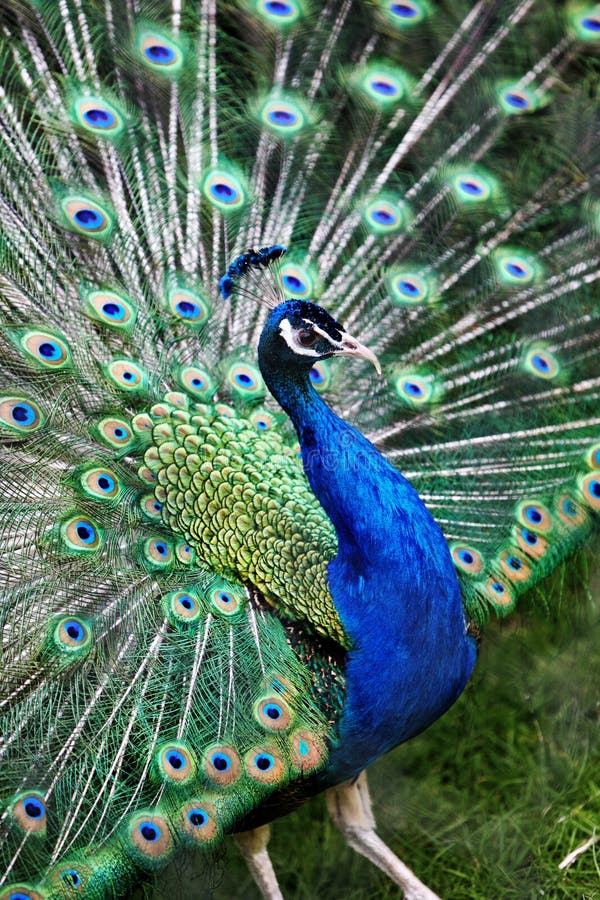 Strutter stock image. Image of feathers, wildlife, strutting - 32994627