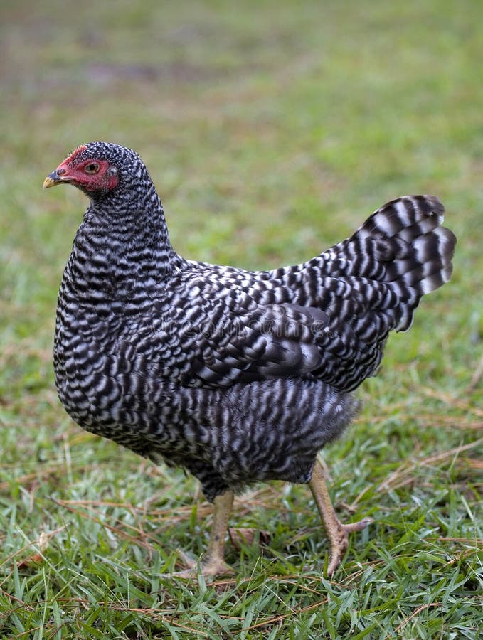 415 Strutting Chicken Stock Photos - Free & Royalty-Free Stock Photos ...