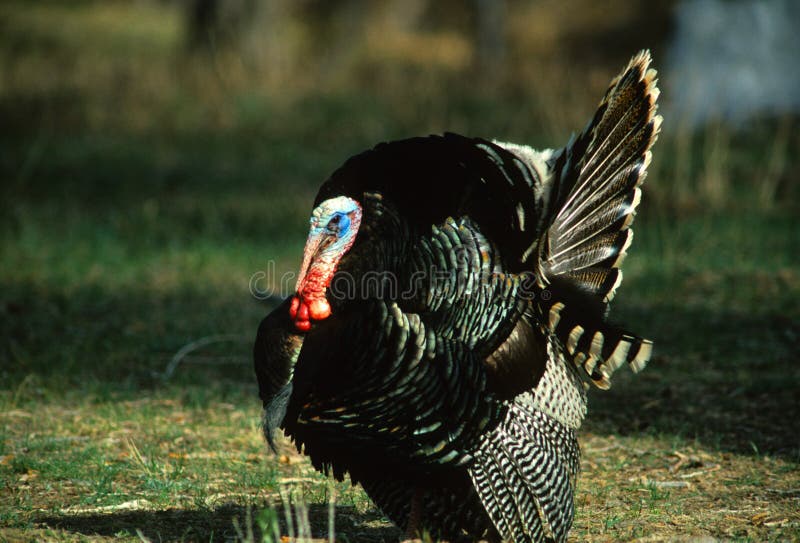 Gobbler Strut stock image. Image of turkey, wildlife, harvest - 1705063