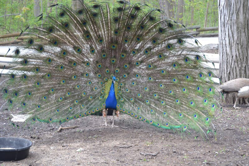 Strutting stock photo. Image of strutting, full, bird - 41766560