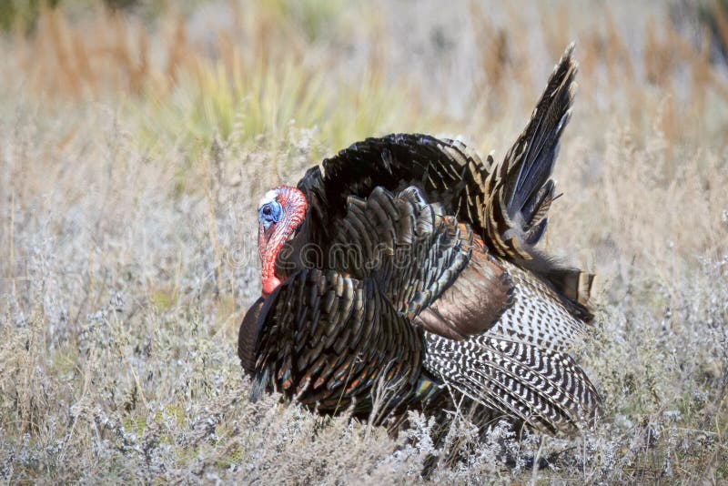 Strutting tom turkey stock photo. Image of merriam, avian - 83230554