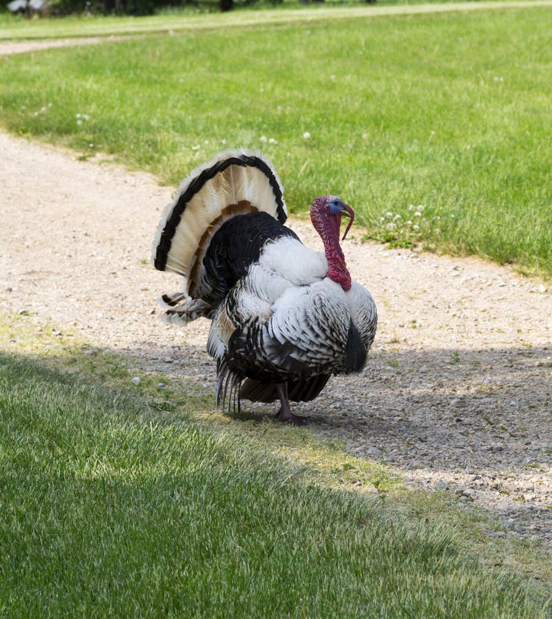 Strutting turkey stock photo. Image of animal, lean, season - 32277694