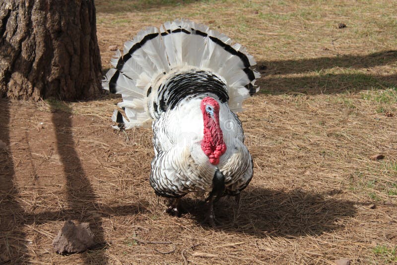 Strutting Turkey by tree stock image. Image of beard - 142734117