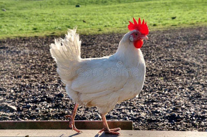 212 Strutting Rooster Photos - Free & Royalty-Free Stock Photos from ...