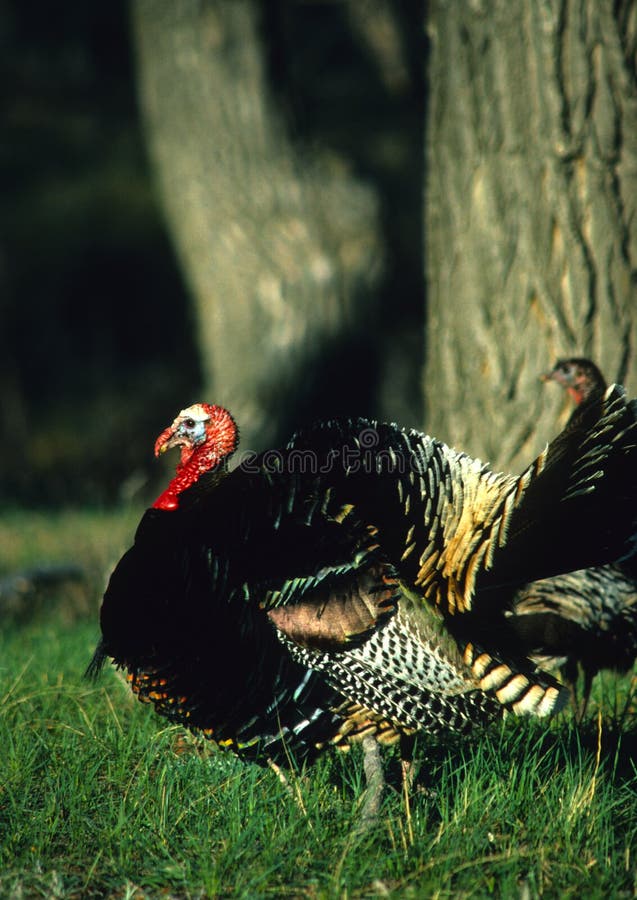 1,655 Strutting Wild Turkey Stock Photos - Free & Royalty-Free Stock ...