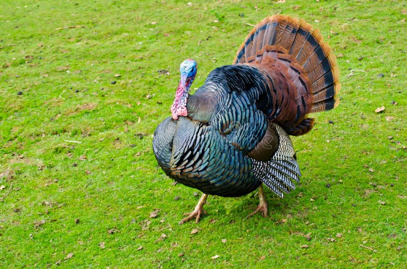Strutting wild turkey stock photo. Image of gobbler, forest - 24544718
