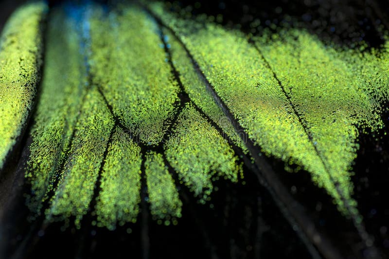 Struttura Astratta Dell'ala Della Farfalla Fotografia Stock - Immagine ...