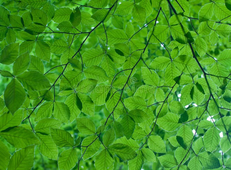 Faggio Comune (sylvatica Del Fagus) Immagine Stock - Immagine di molla ...