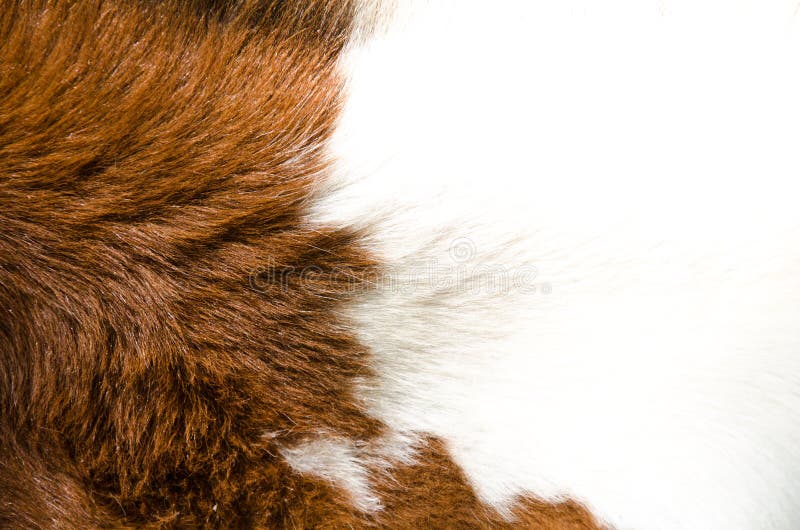 Struttura del crine. immagine stock. Immagine di rossastro - 21716945