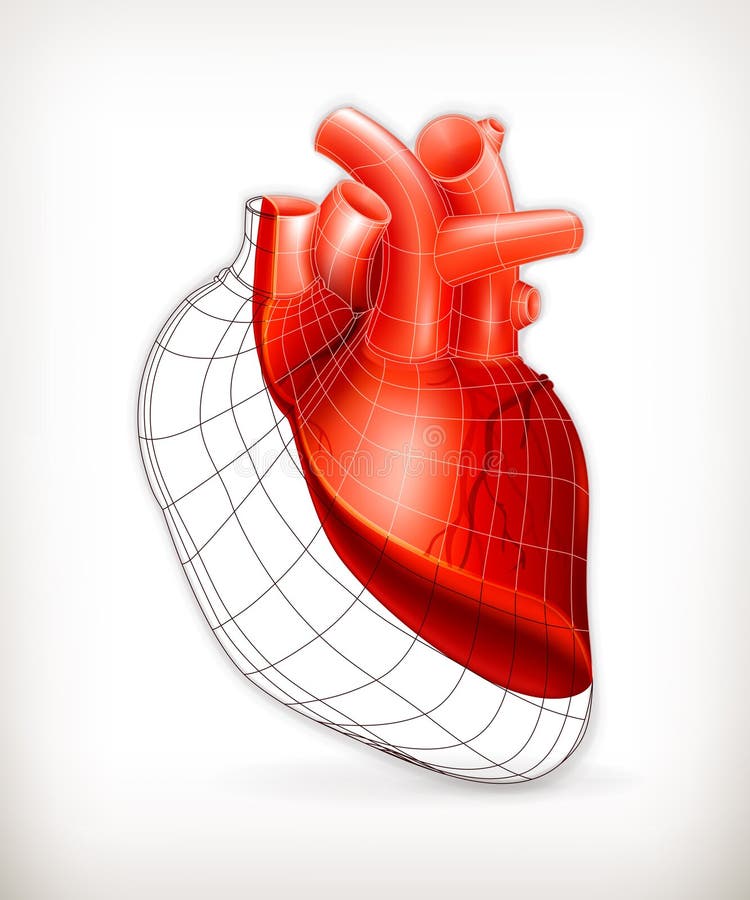 Struttura Del Cuore Tipi Di Aritmia Cardiache Illustrazione Vettoriale ...