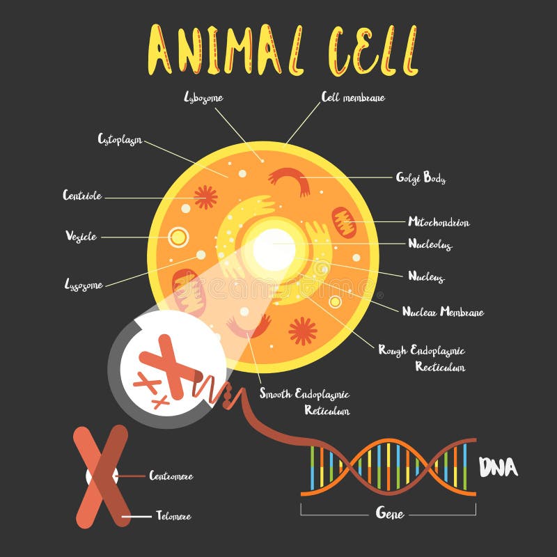 Struttura Del DNA Della Genetica Illustrazione Vettoriale ...