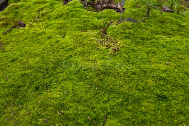 Struttura del muschio fotografia stock. Immagine di sviluppisi - 78852680