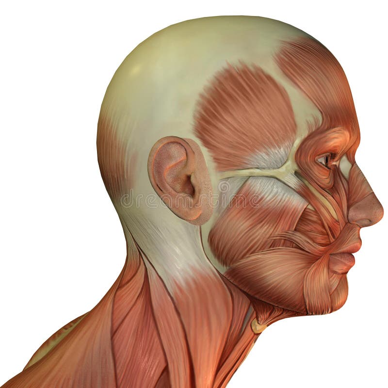 Struttura Del Muscolo Della Testa Illustrazione di Stock ...