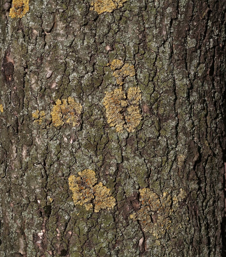 Struttura Del Tronco Di Albero Fotografia Stock - Immagine di struttura ...