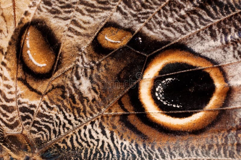 Struttura Dell'ala Della Farfalla Fotografia Stock - Immagine di gufo ...