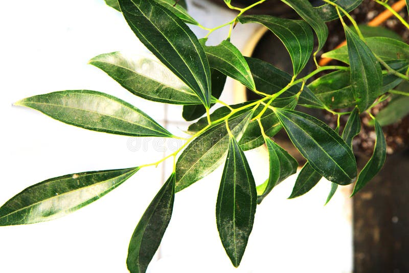 Struttura Dell'albero Della Cannella Fotografia Stock - Immagine di ...