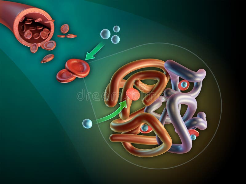 Struttura dell'emoglobina illustrazione di stock. Illustrazione di ...