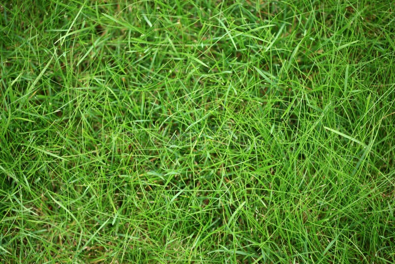 Struttura dell'erba immagine stock. Immagine di nave, prato - 6719369