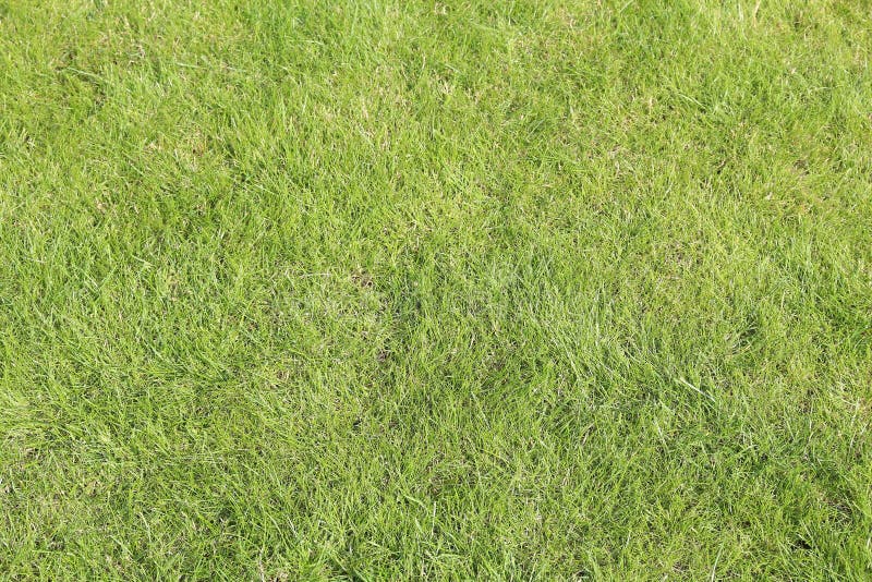 Struttura dell'erba fotografia stock. Immagine di erba - 91670252