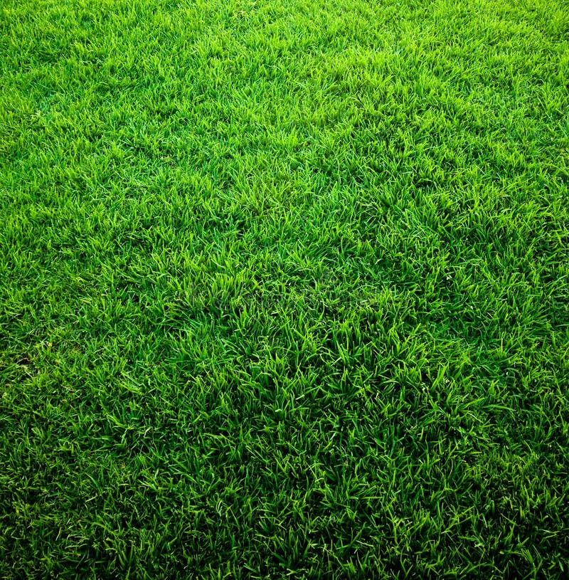 Erba verde isolata fotografia stock. Immagine di prato - 5720918