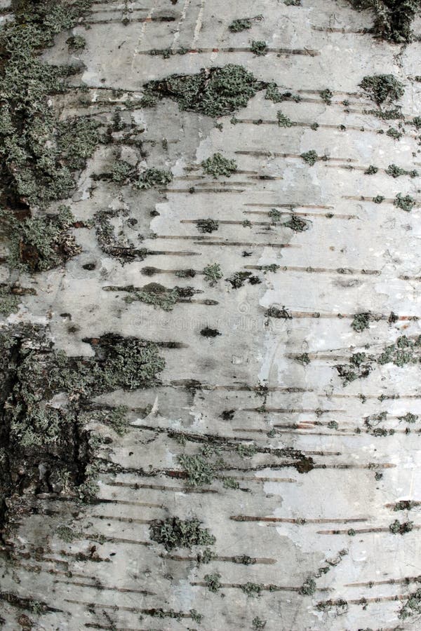 Struttura Della Corteccia Di Betulla Immagine Stock - Immagine di ...