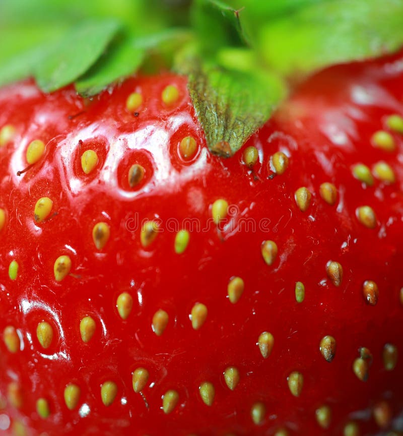 Fragola fresca immagine stock. Immagine di semplice, piacevole - 23213837
