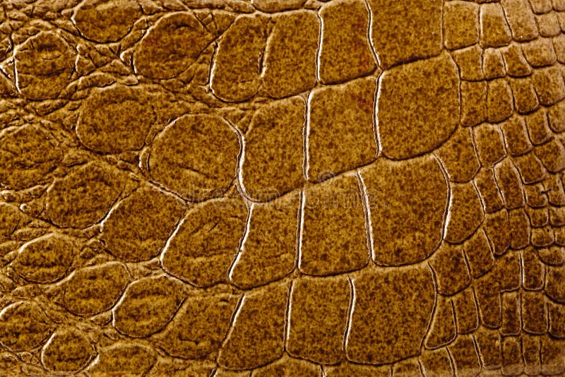 Struttura Della Pelle Del Coccodrillo Fotografia Stock - Immagine di ...