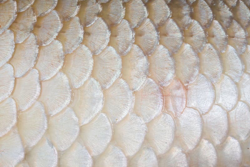 Struttura Della Pelle Dei Pesci Fotografia Stock - Immagine di ...