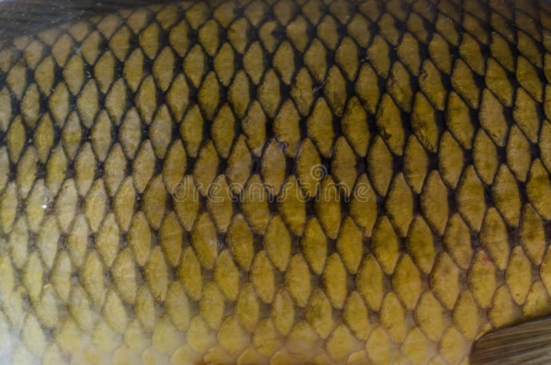 Struttura Delle Squame Dell'oro Fotografia Stock - Immagine di cucina ...