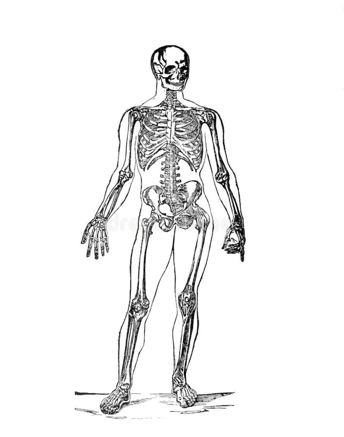 Struttura Dello Scheletro Di Un Corpo Umano Del Libro Di Illustrazione ... Struttura Dello Scheletro Di Un Corpo Umano Del Libro Di Illustrazione ...