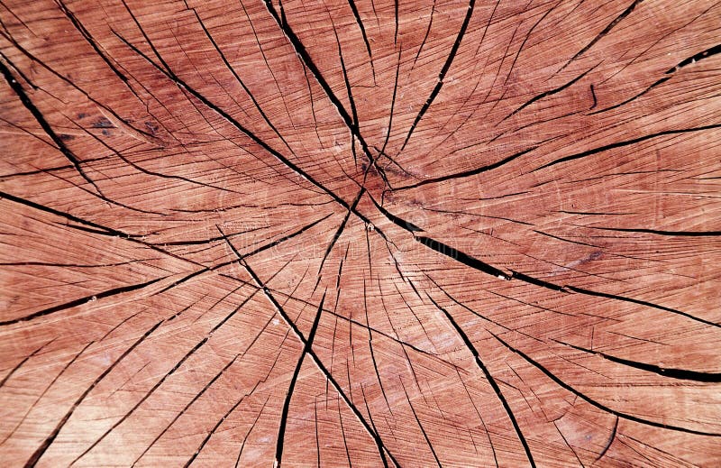 Texture del legno fotografia stock. Immagine di struttura - 2531706