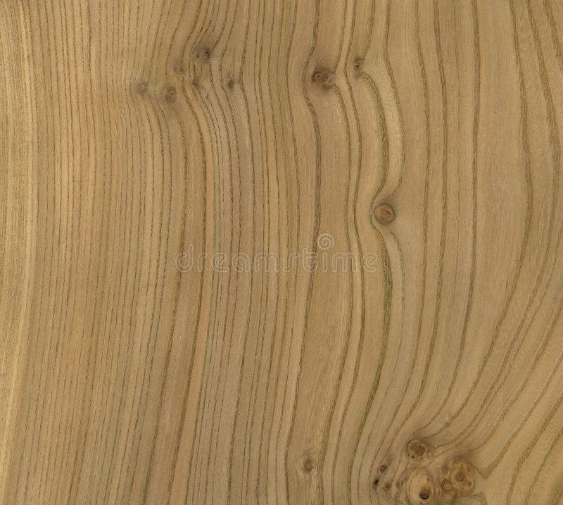 Struttura Di Legno Dell'olmo Immagine Stock - Immagine di interno, olmo ...