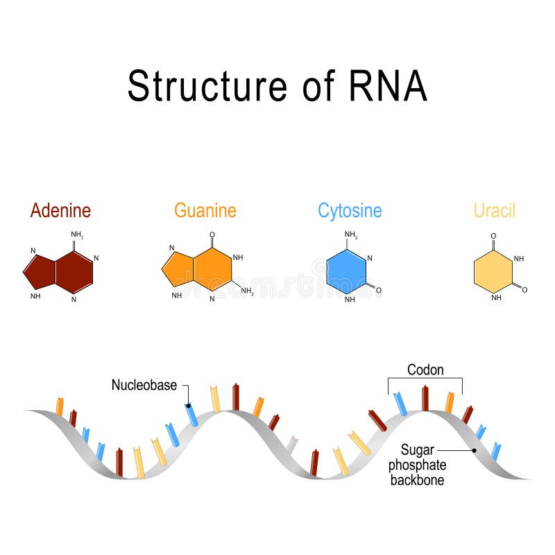 Struttura Del DNA Phosphatebackbone Dell'adenina, Della Citosina, Delle ...