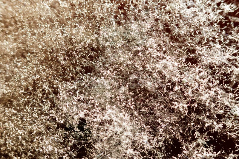 Struttura Naturale Della Muffa Fotografia Stock - Immagine di liquido ...