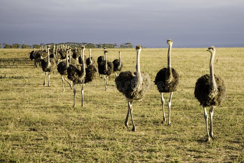 Struzzi in Sudafrica immagine stock. Immagine di curiousness - 2067303